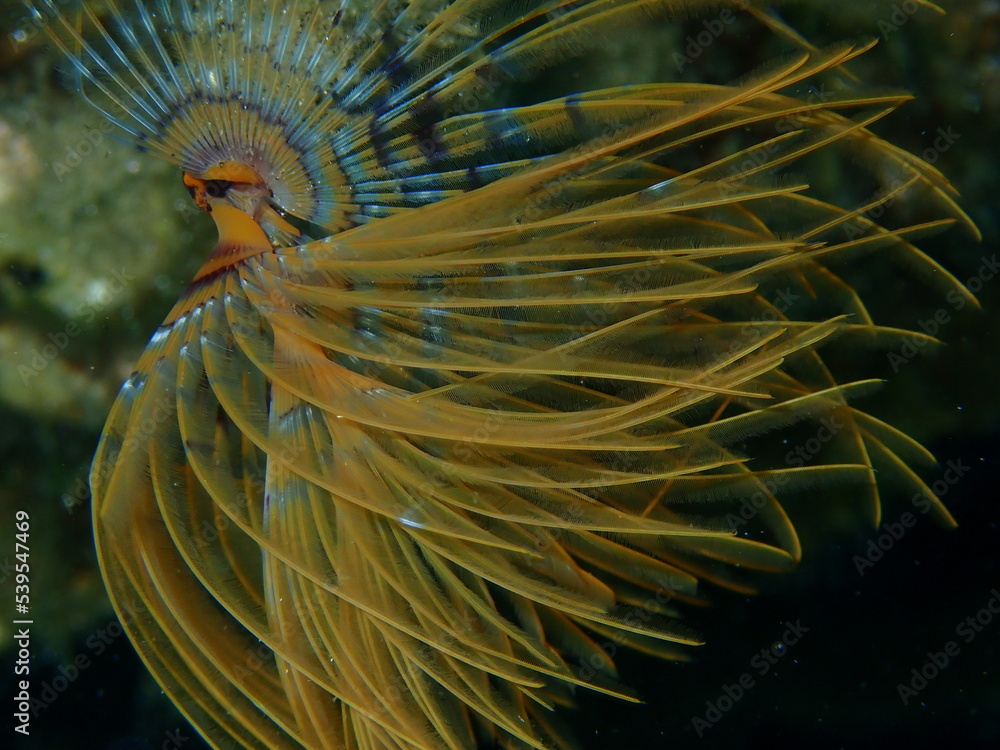 Marine polychaete Mediterranean fanworm or feather duster worm ...