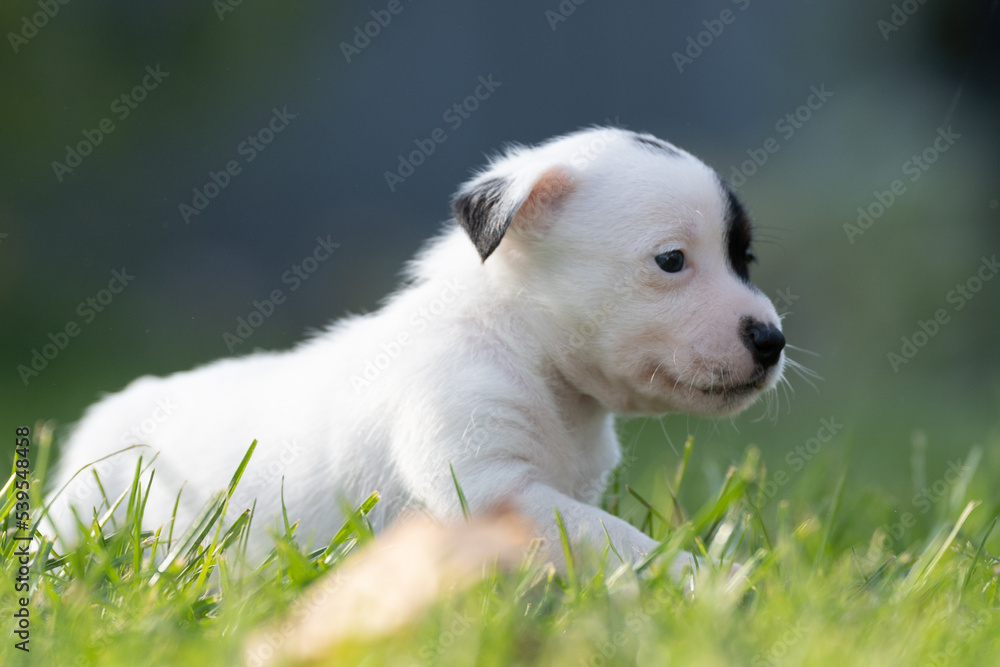 Szczeniaki jack russell terrier, rasowe kilkutygodniowe pieski w ...