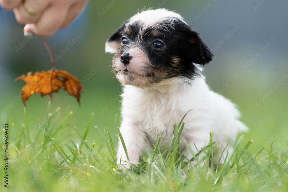 Szczeniaki jack russell terrier, rasowe kilkutygodniowe pieski w ...