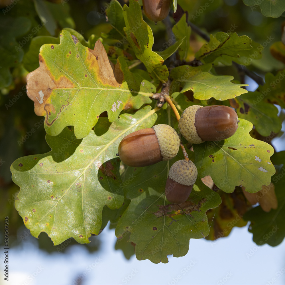 Feuilles de chêne et glands en automne Stock Photo | Adobe Stock