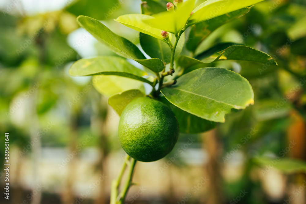 Unripe lemons in a garden with lemons background. Harvest of green ...