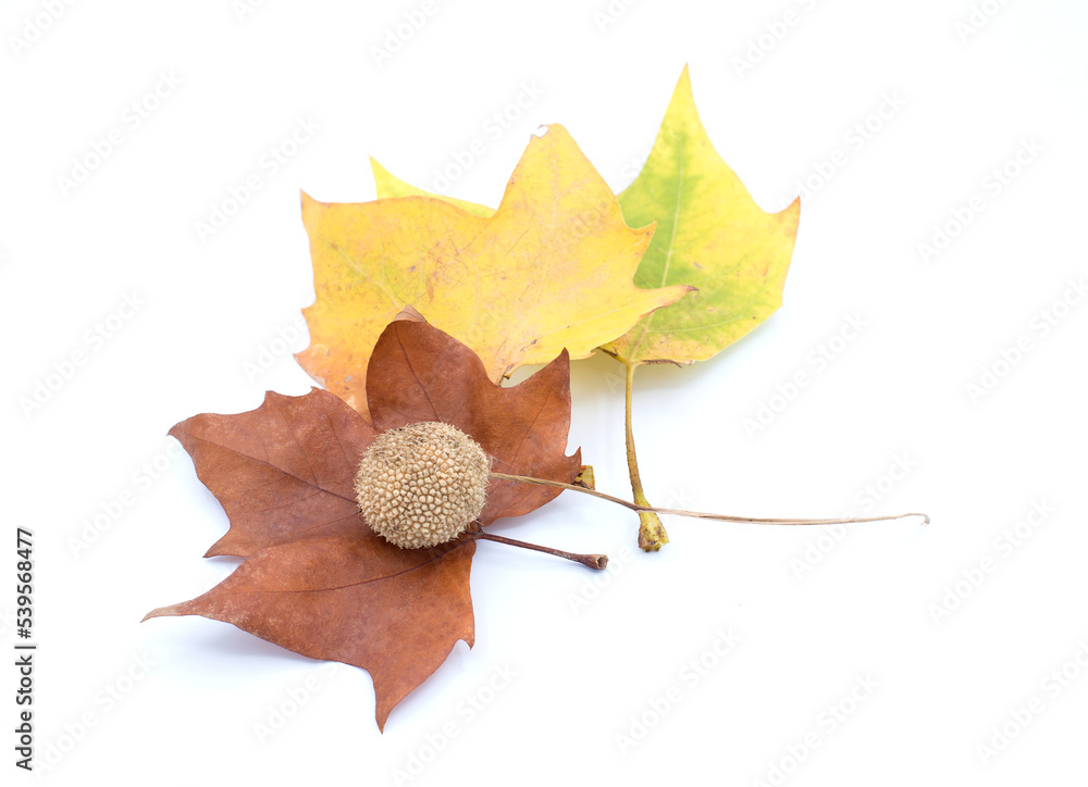 3 feuilles de platane avec 3 couleurs et boule sur fond blanc / 3 plane ...