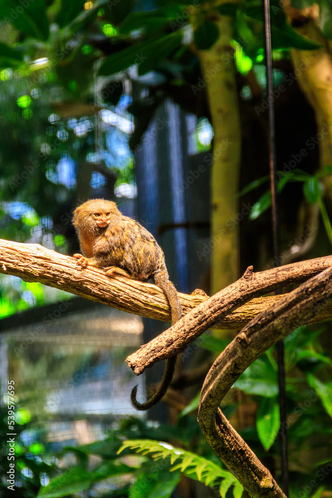 Western pygmy marmoset (Cebuella pygmaea), smallest monkey in the world ...