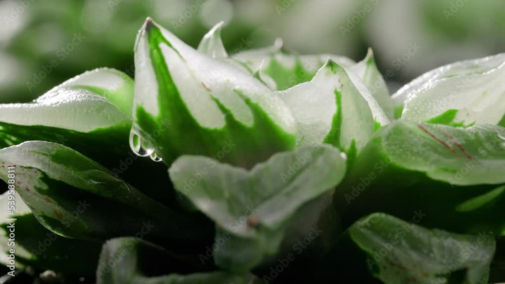 Succulent Echeveria Ice city mutant, close-up shot, slowly spinning ...