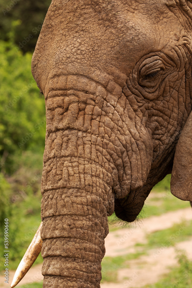 large detailed portrait of a wild elephant living in freedom. The eye ...