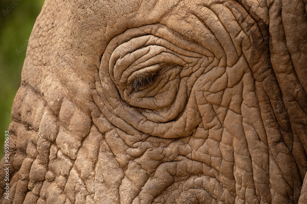 large detailed portrait of a wild elephant living in freedom. The eye ...