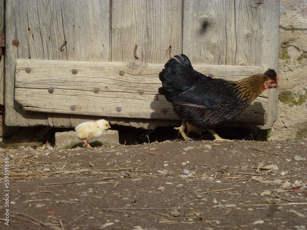 Poule naine et son poussin Stock Photo | Adobe Stock