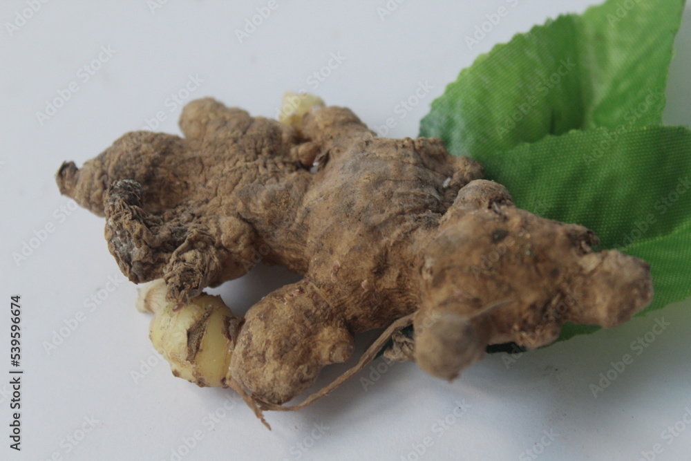 Kencur is a plant that has stem roots embedded in the soil, commonly ...