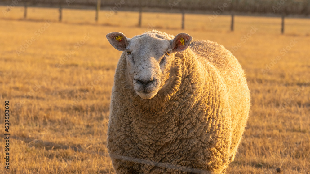 white Sheep.sheep farm. Farm animals. White lamb in paddock.Breeding ...
