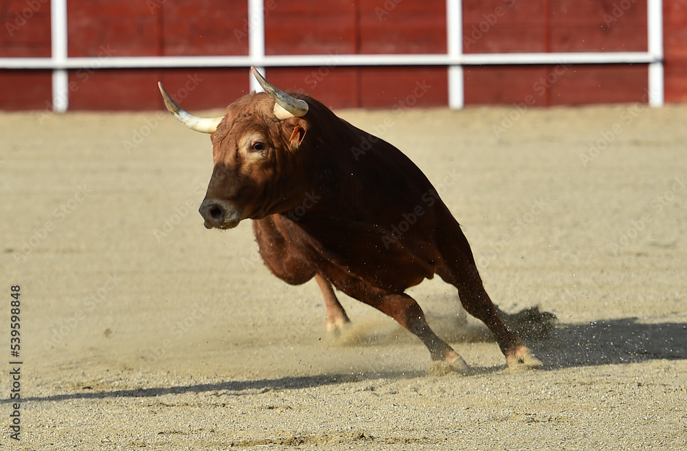 un toro bravo español en una plaza de toros durante un espectaculo de ...
