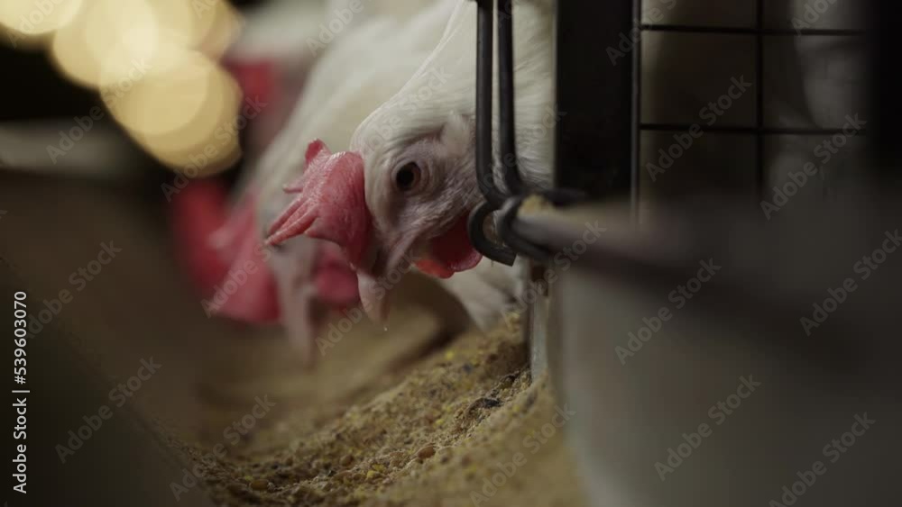 Lots of chicken birds eating the grain food in the metal cages. Raising ...