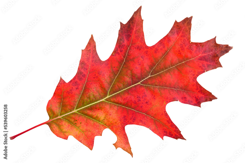 Single red oak leaf isolated on a transparent background, fall color in ...