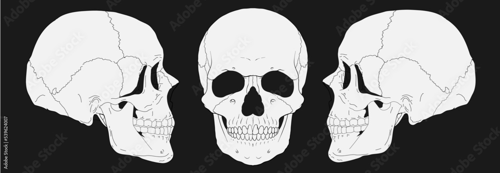 Human Skull Right Side View