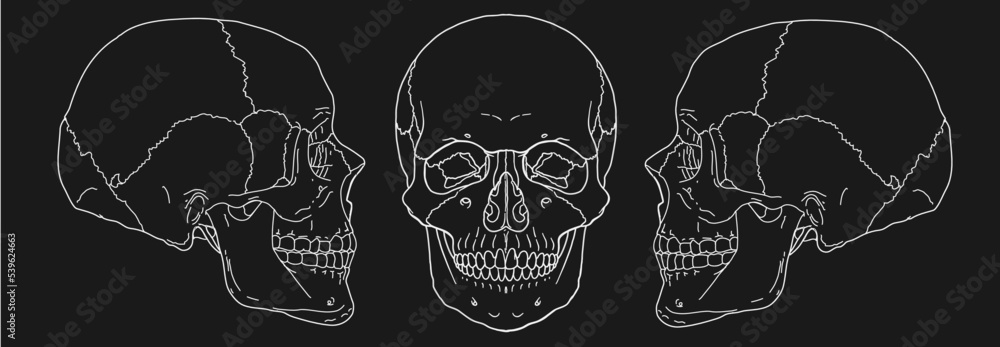 Human Skul Outline Vector Drawing / Ai Illustrator Stock Vector | Adobe ...