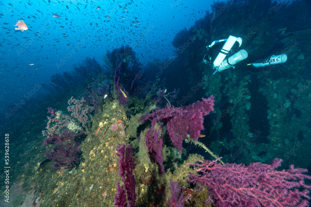 Sub tra le gorgonie presenti sul relitto del Podestà, nave da carico ...