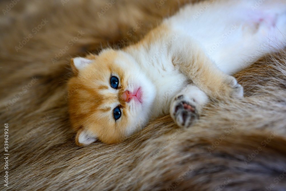 Little kitten is sleepy on a brown fur carpet, golden British Shorthair ...
