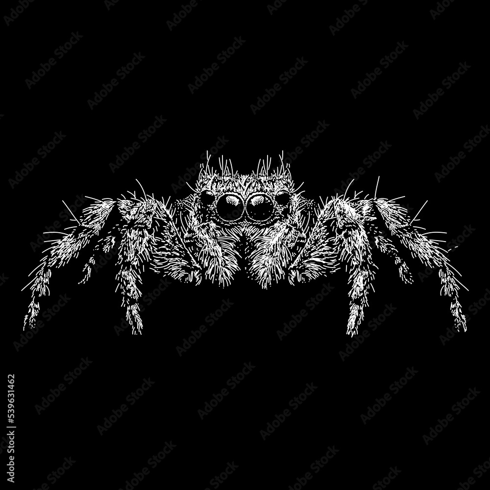 Jumping Spider hand drawing. Vector illustration isolated on black ...