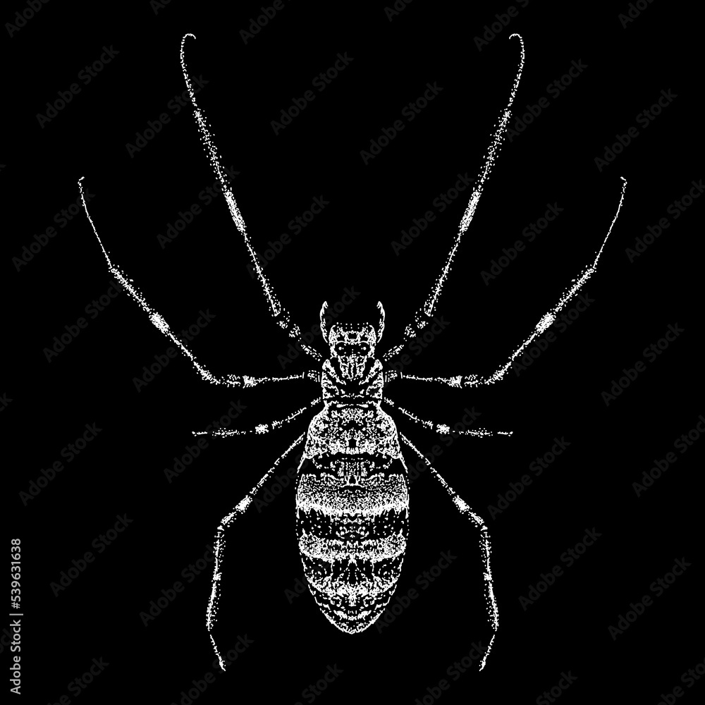Joro Spider hand drawing. Vector illustration isolated on black ...