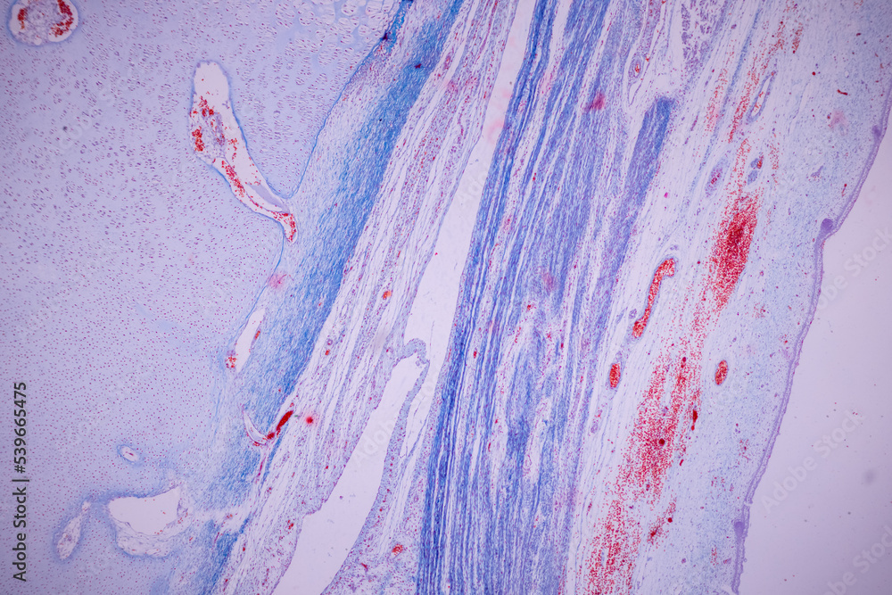 Elastic Cartilage Under Microscope