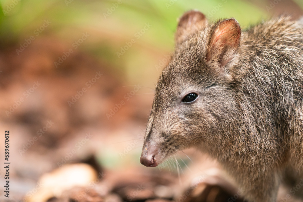 The long-nosed potoroo (Potorous tridactylus) is a species of potoroo ...
