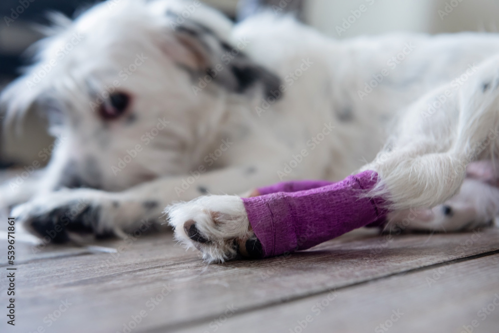 Injured white dog's hind leg wrapped by purple bandage and splint after ...