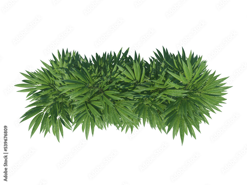 Potted Bamboo interior flower top view png alpha channel Stock ...
