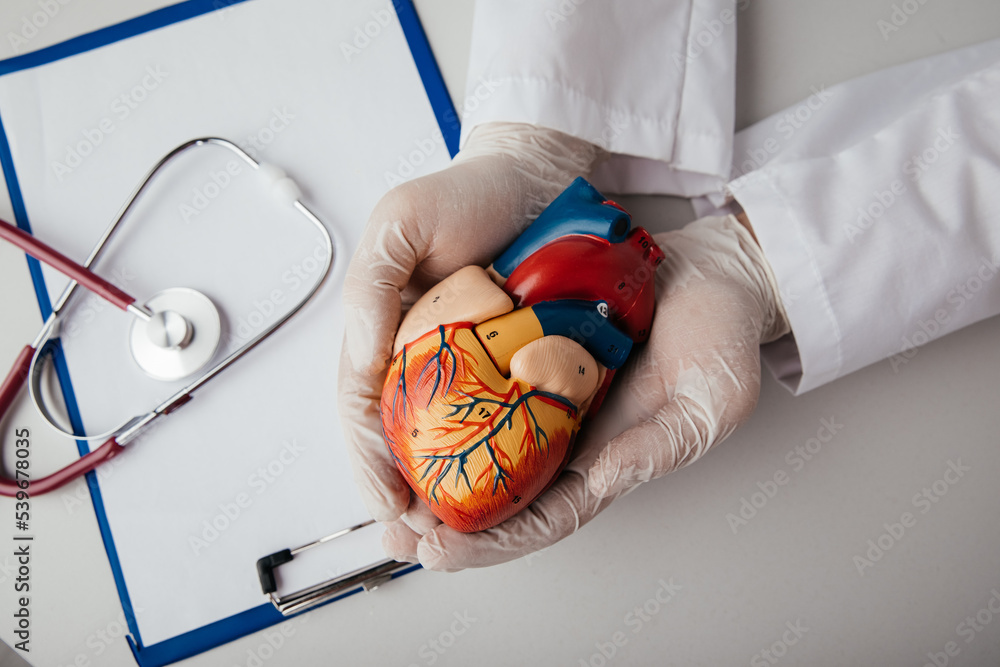 Doctor holding an anatomical model of the heart. Healthcare and disease ...