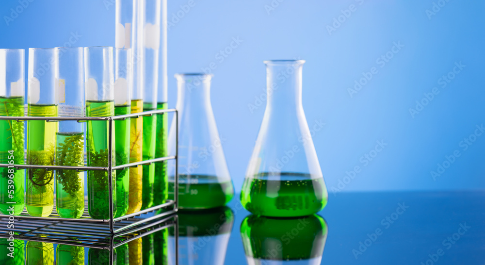 Algae biofuel industry lab researching for alternative to fossil algae ...