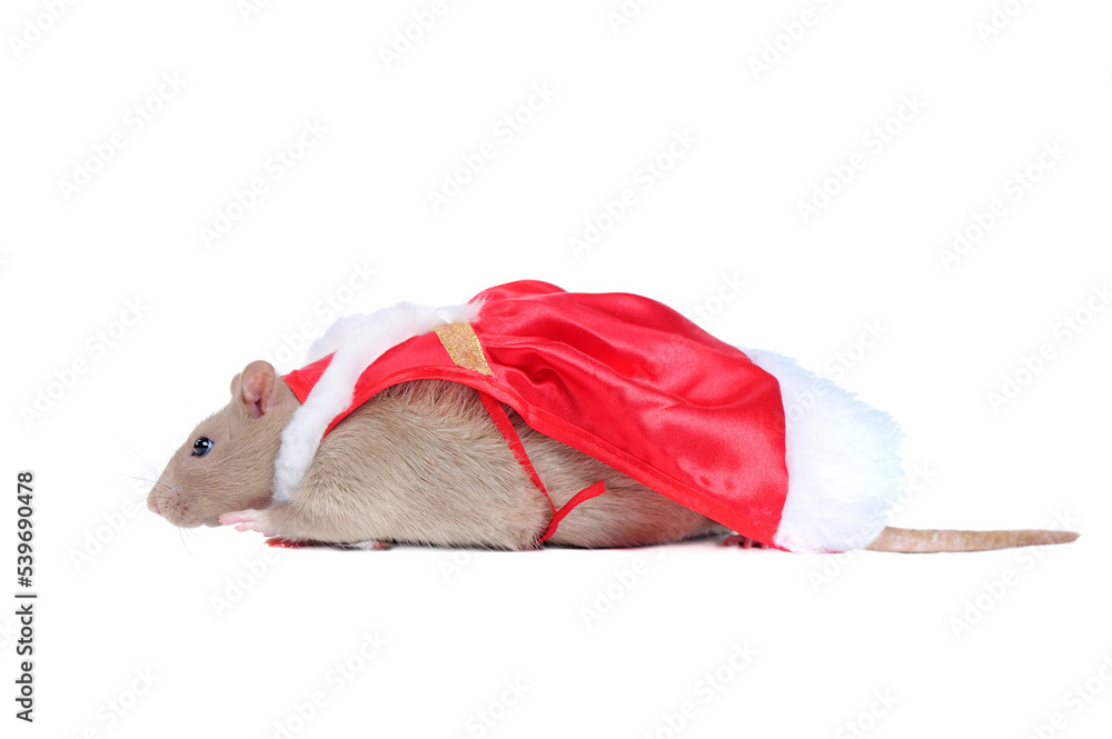 Rat wearing red cape laying against white background side view picture ...