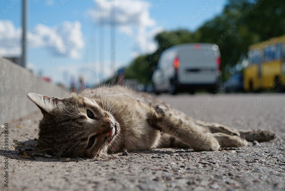 Cat ran across roadway and was hit by car. Dead cat lies on highway ...