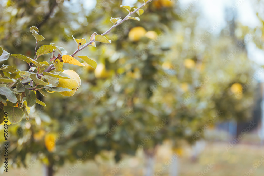 Yellow Quinces on the tree branches with green leaves on a sunny day ...
