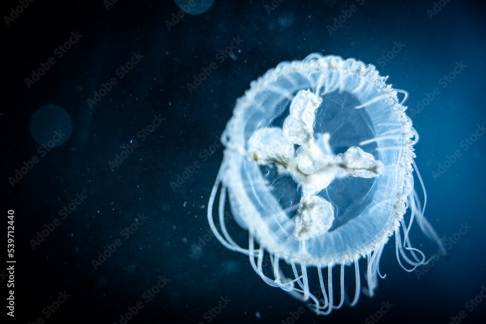 Peach blossom jellyfish (Craspedacusta sowerbii) macro close-up, a ...