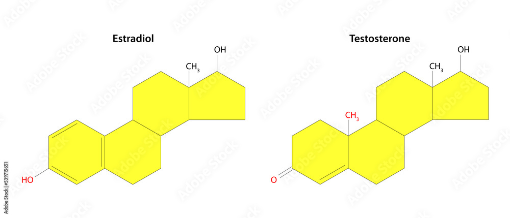 Estradiol and Testosteron: Structural formulas. Testosterone is the ...