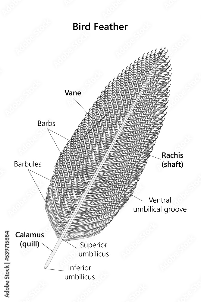 Bird Feather (structure). Stock Illustration | Adobe Stock