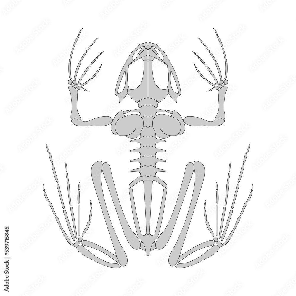 Frog skeletal system. Stock Illustration | Adobe Stock