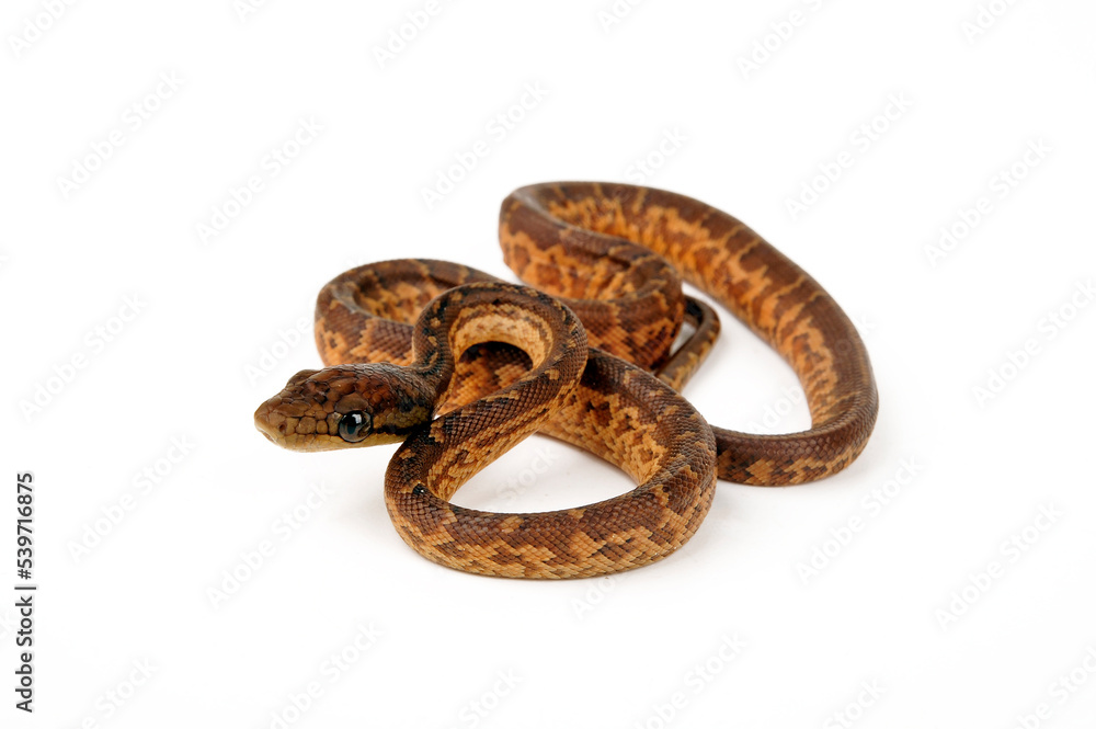 Hispaniolan boa // Haiti-Boa (Chilabothrus striatus) Stock Photo ...