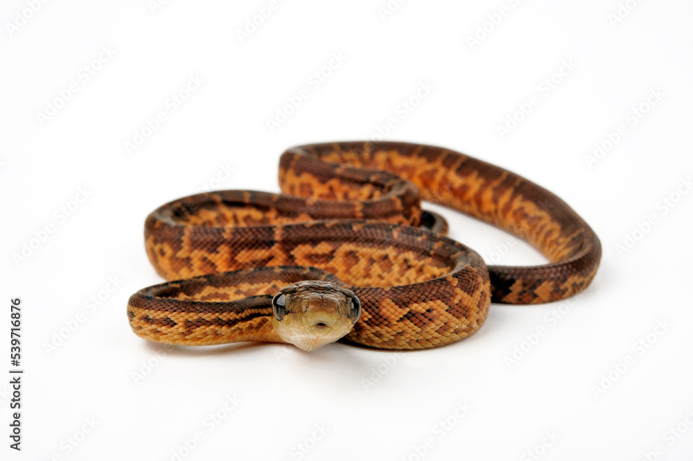 Hispaniolan boa // Haiti-Boa (Chilabothrus striatus) Stock Photo ...
