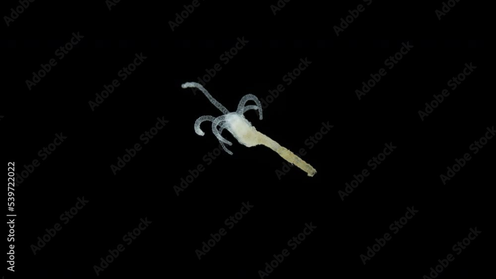 Cnidaria polyp under a microscope. It has tentacles with stinging cells ...