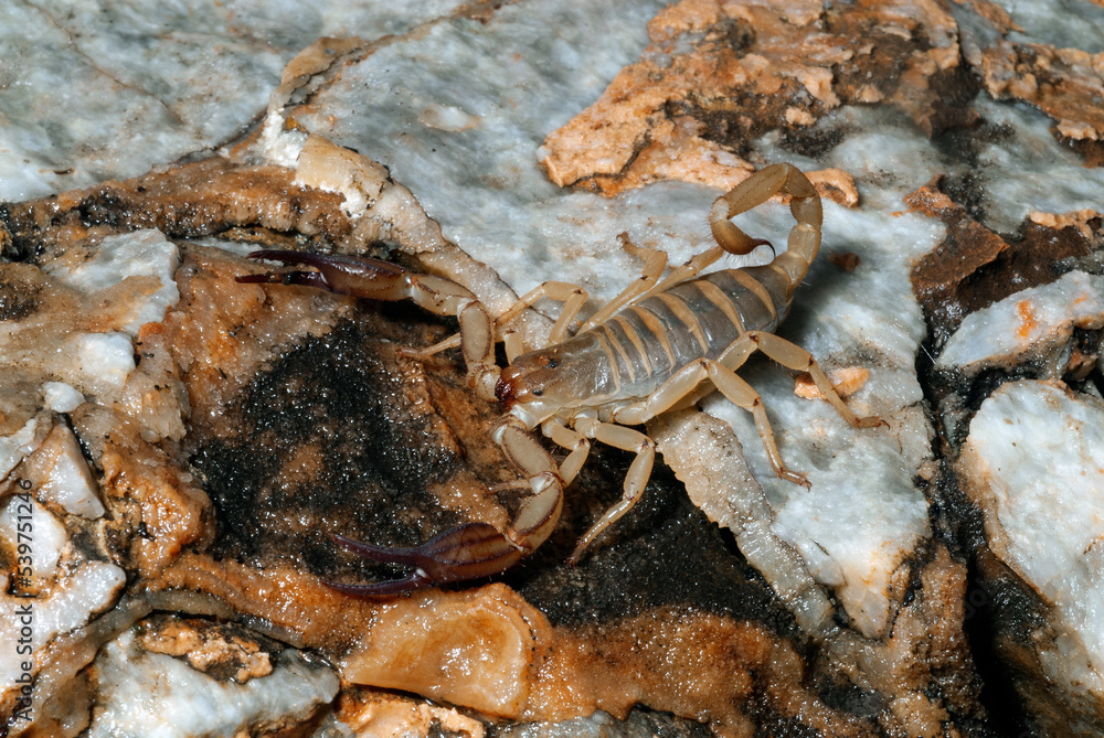 Greek scorpion (Iurus dufoureius asiaticus) - Rhodes, Greece ...