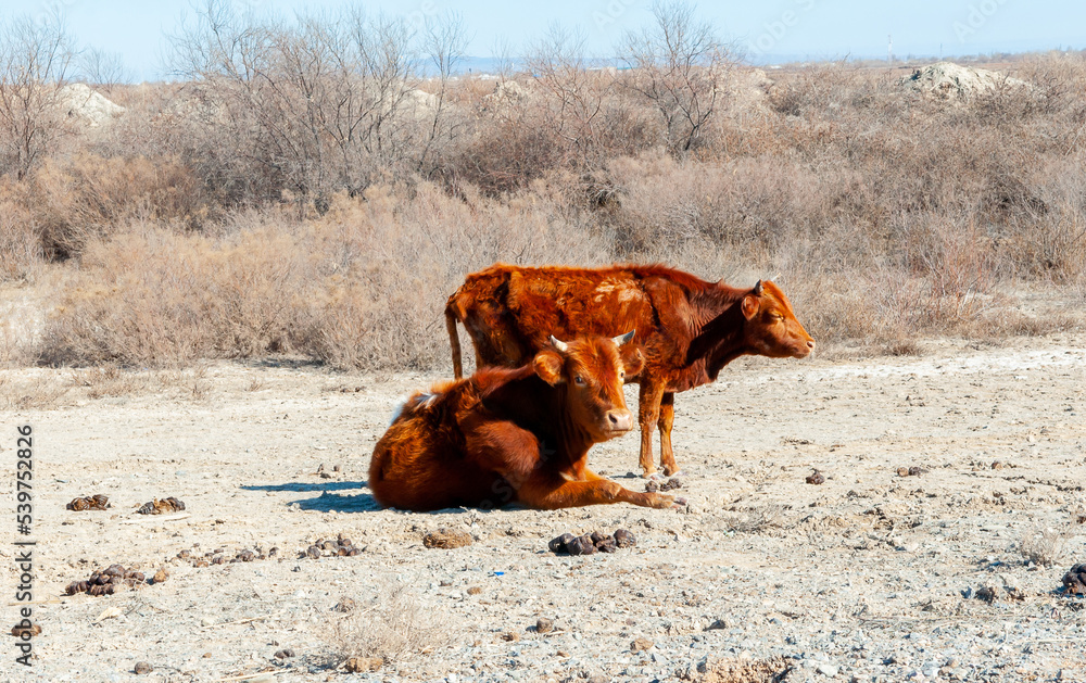 Herd of cows in the desert steppe of Central Asia. Search for food ...