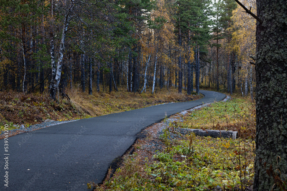 Wet asphalt road leading through autumn forest in vibrant colors on a ...