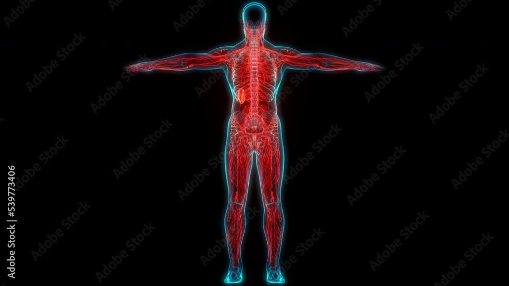 Human Internal System Lymph Nodes Anatomy Animation Concept Stock ビデオ ...