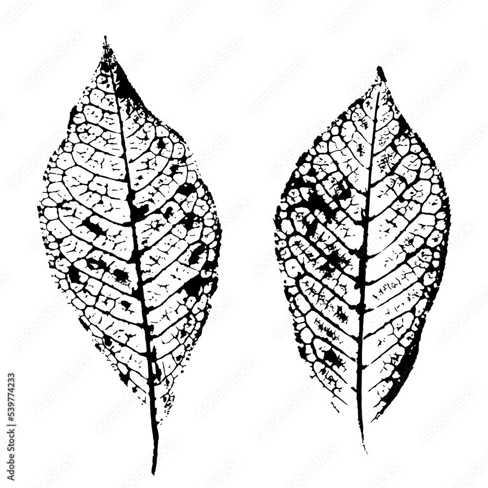 Cherry Leaf Drawing