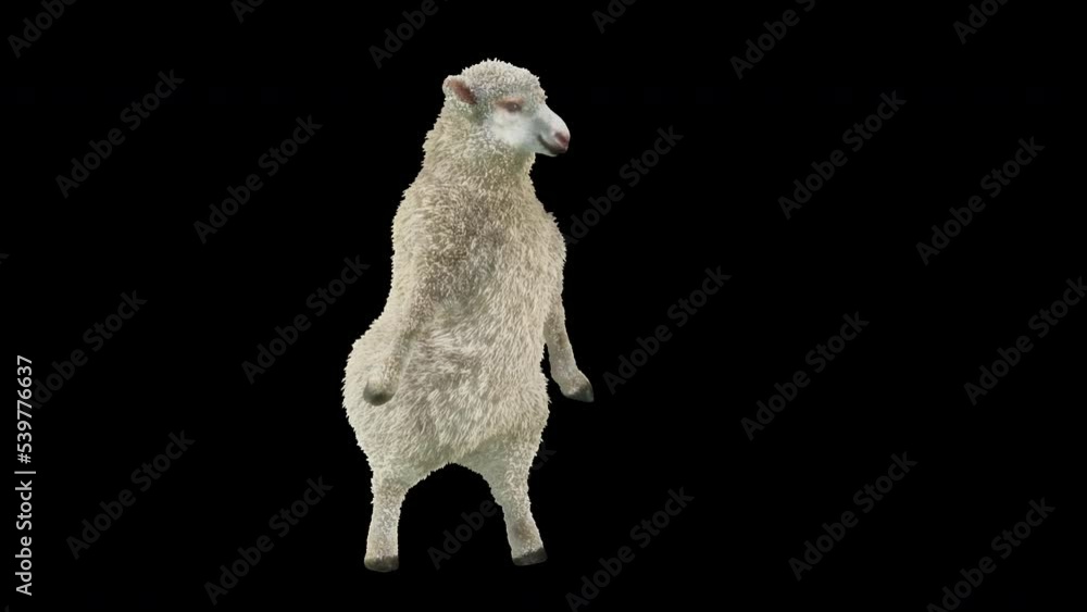 Sheep Dancing, Animal, 3d rendering, Animation Loop, cartoon, included ...