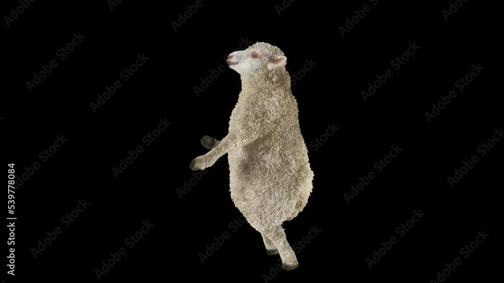 Sheep Dancing, Animal, 3d rendering, Animation Loop, cartoon, included ...