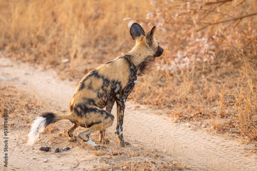African wild dog ( Lycaon Pictus) pooping, Sabi Sands Game Reserve ...