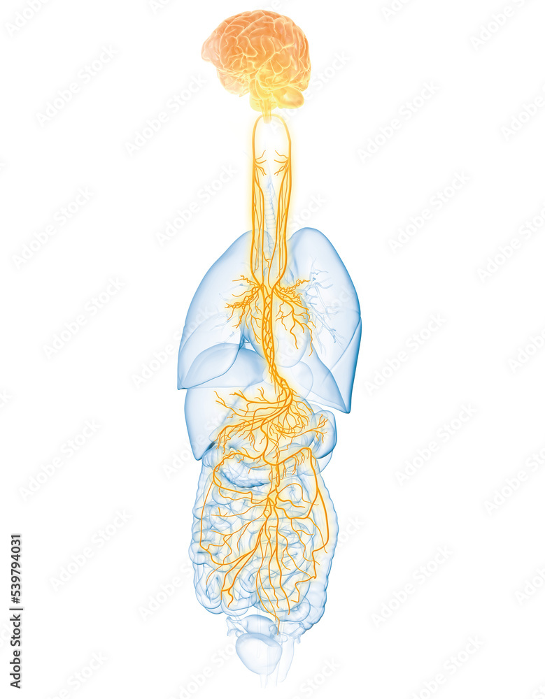 Active brain and energetic vagus nerve, communication, meditation, 3D ...