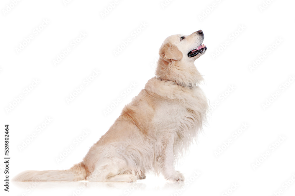 Golden Retriever Sitting