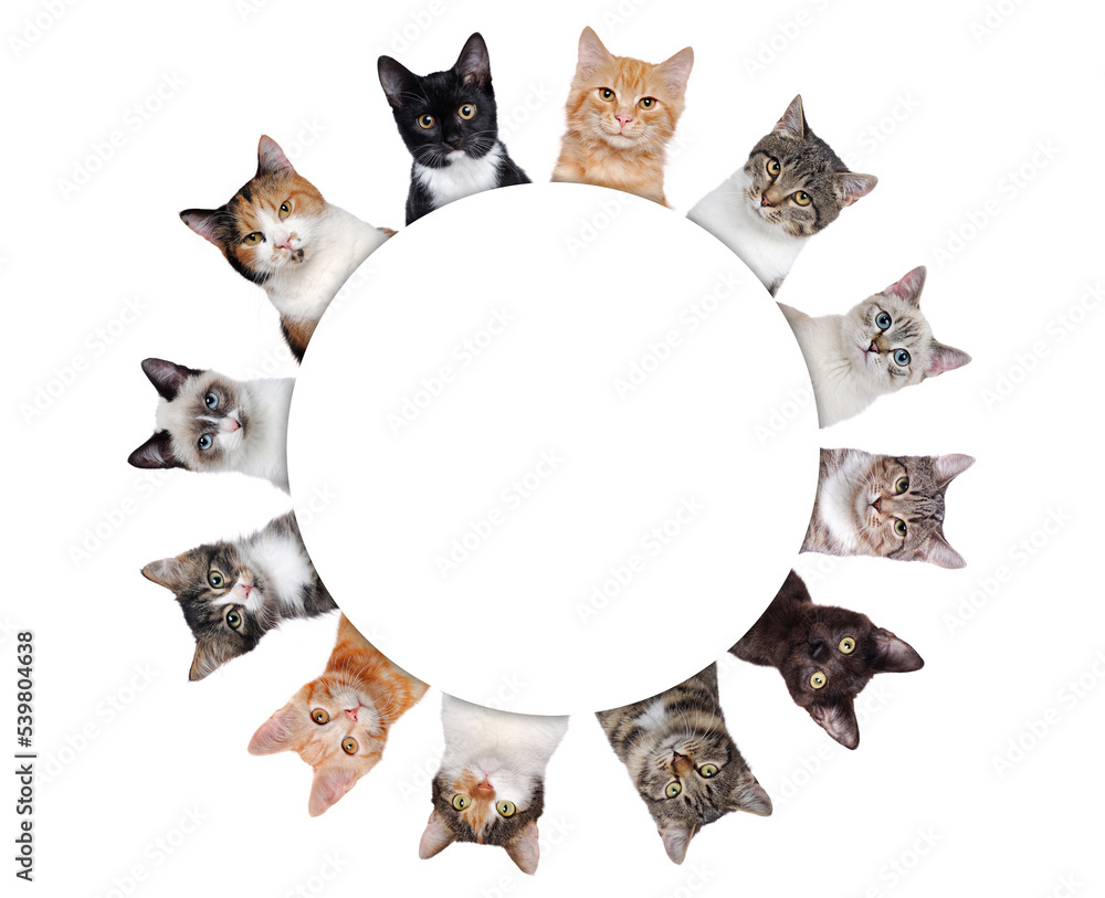 Round frame with a group of cats of different breeds Stock Photo ...