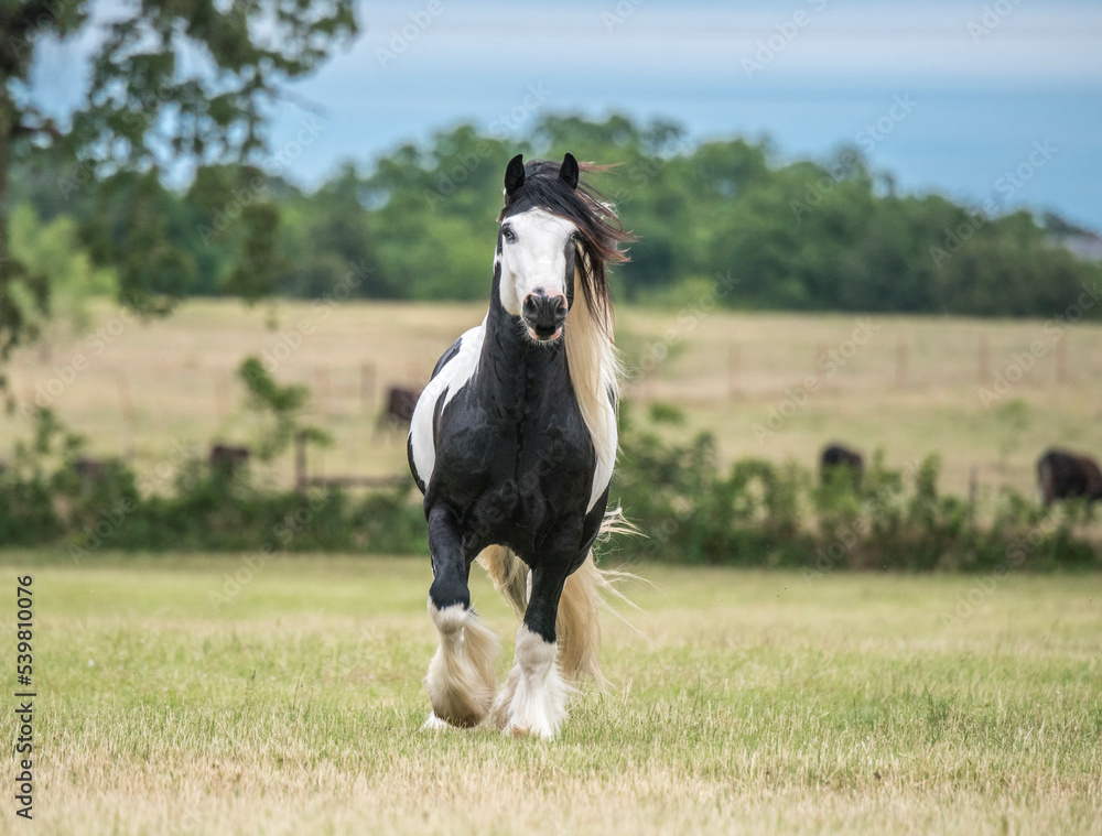 Photo Gypsy Vanner Horse stallion runt toward us in open pasture, Mark ...